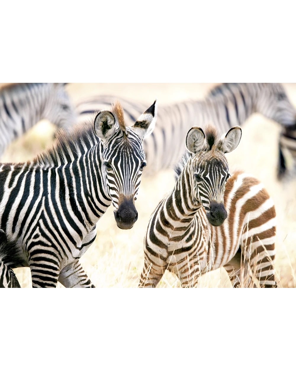 1000 κομμάτια YOUNG ZEBRAS