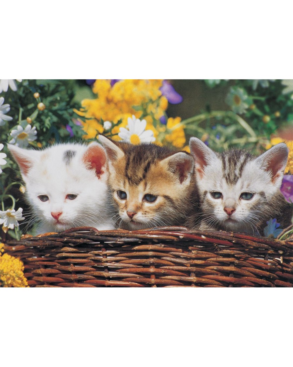 1000 κομμάτια THREE KITTENS